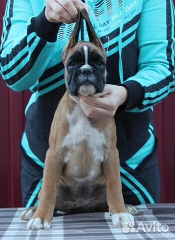 Щенки Немецкого Боксёра