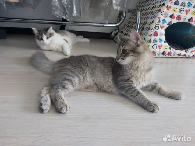 Мальчик Смоки и сестренка Хлоя, 5 мес., ищут дом