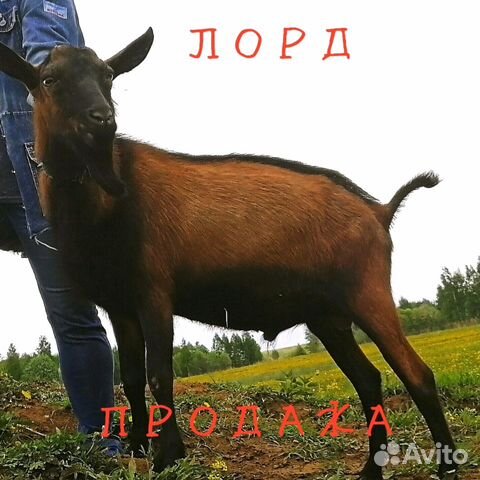 Племенной чешский козел