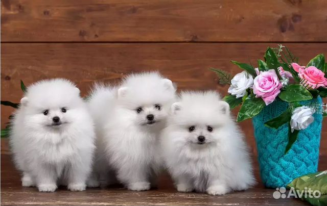 Шпицы белые