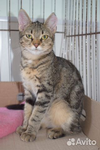 Котик-полосатик