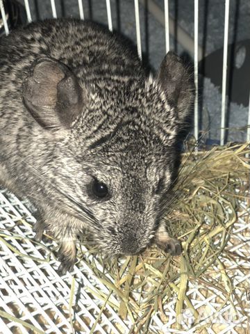 Продам шиншиллу