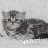 Британская леди Эмми