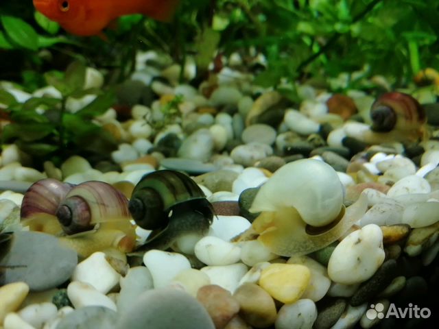 Улитки ампулярии (цветные)