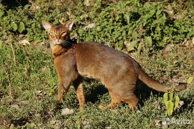 Вязка с абиссинским котиком