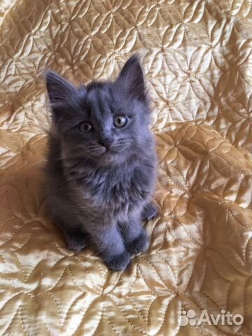 Котята