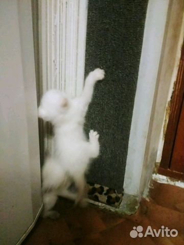 Сиамские котята(мальчики)