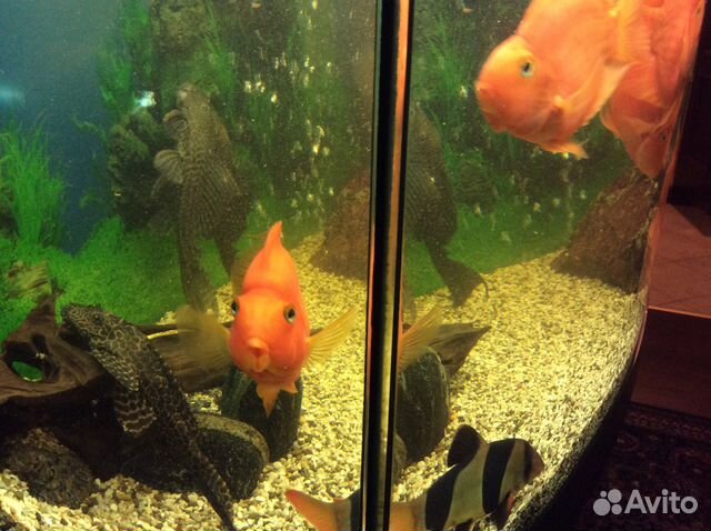 Сомы, парчовые птеригоплихты