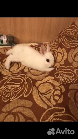 Декоративный кролик