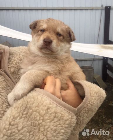 Очень красивые щенки в добрые руки