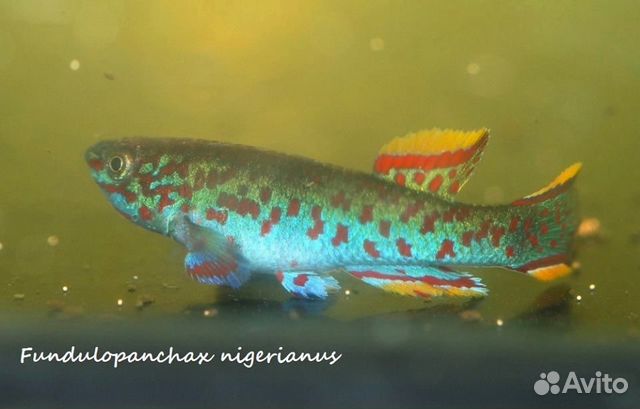 Афиосемион Гарднера (Fundulopanchax nigerianus)