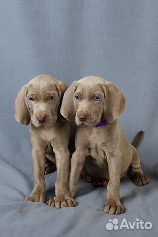 Щенки Веймаранера