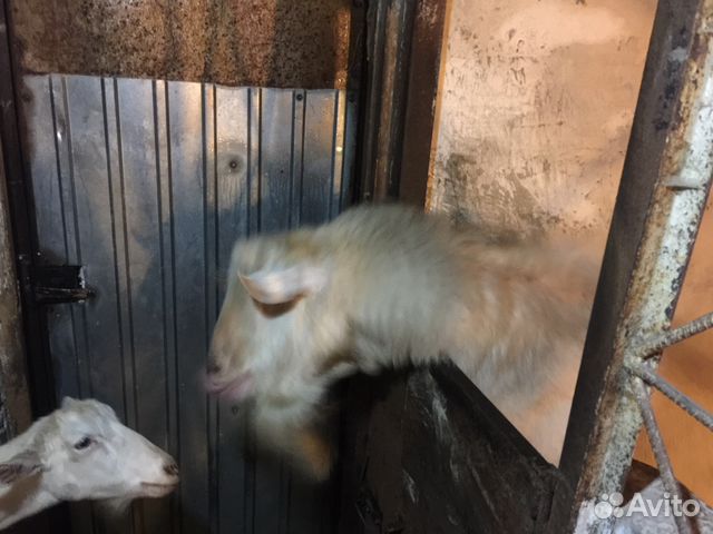 Заанинский козел