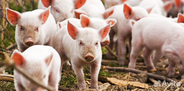Поросята
