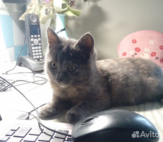 Самый ласковый котенок на свете