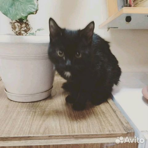 Черный котенок Бесплатно