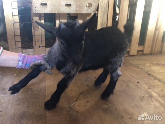 Козлик камерунский