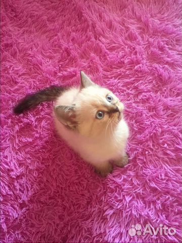 Котик Шотландец Прямоухий