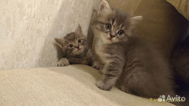 Очаровательные Британчики