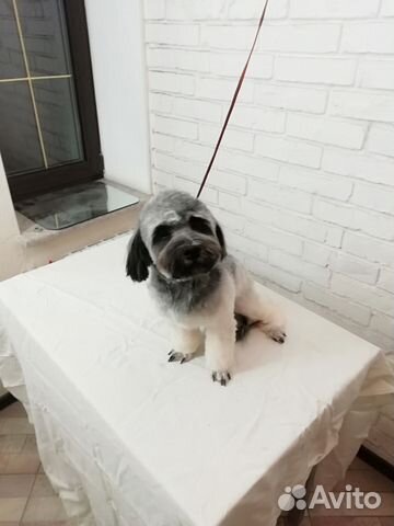 Отдам в добрые, проверенные руки