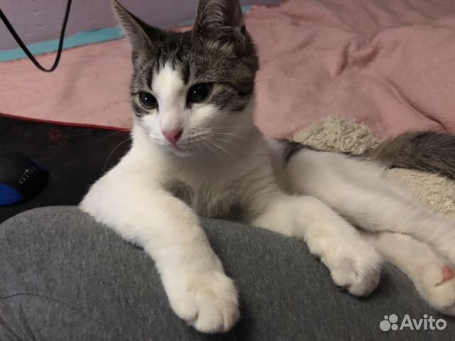 Продам котёнка
