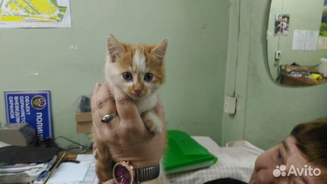 Котенок в добрые руки