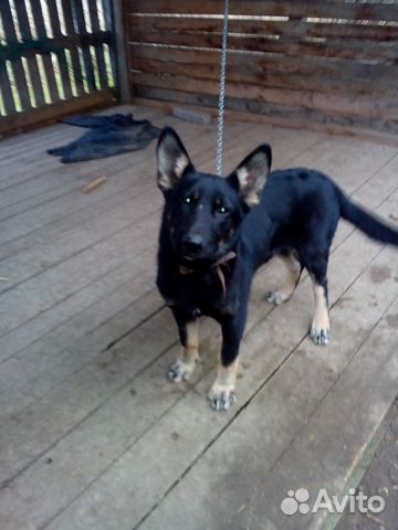 Щенок овчарки