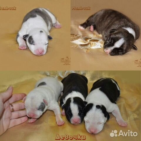 Амстафф щенки открыта бронь