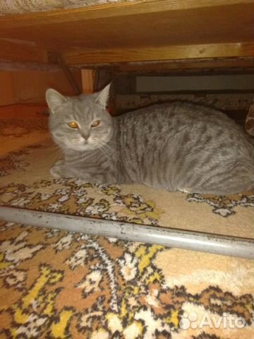 Отдам Кота в добрые руки