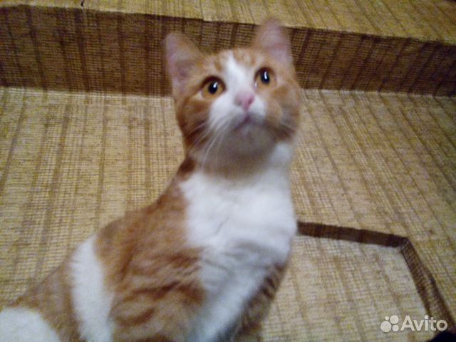 Прелестные котики ищут дом