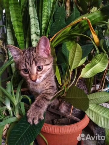 Непоседа Том Сойер ищет дом)