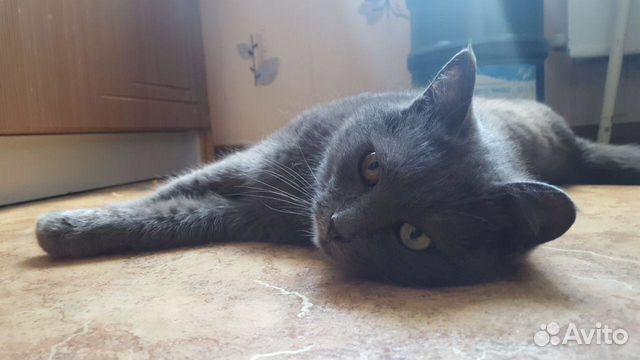 Шотландский котик в дар