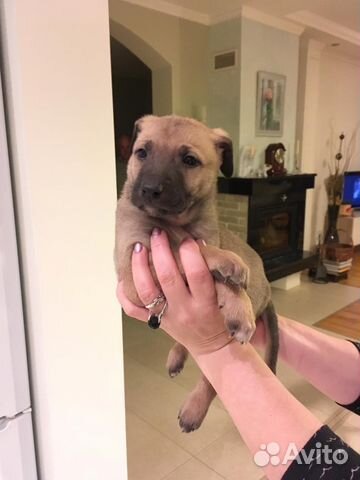 Отдаём щенят лайки