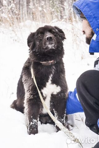 Шилка ждет своего хозяина