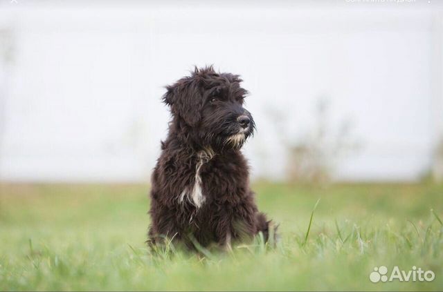 Щенки Фландрского Бувье
