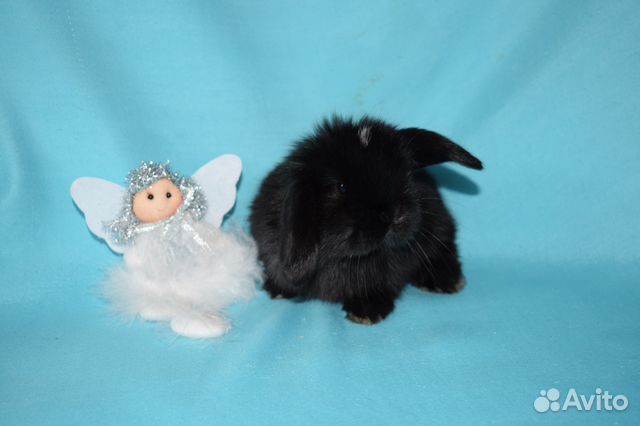 Вислоухий кролик. Коричневый мардер. Питомник