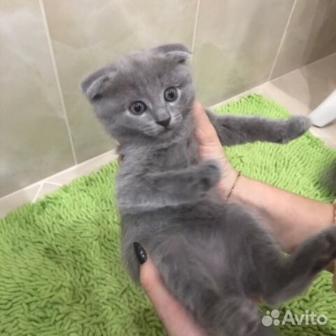 Шотландская
