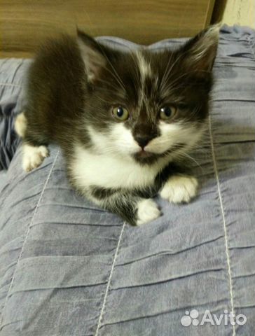 Красотка ищет своих хозяев