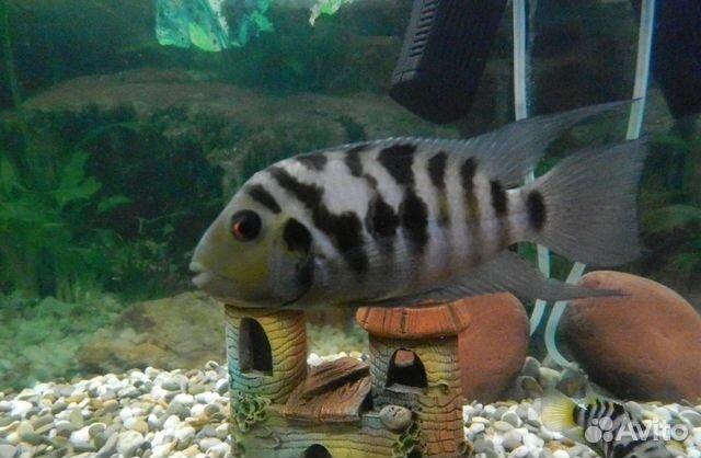 Продам рыбок разных