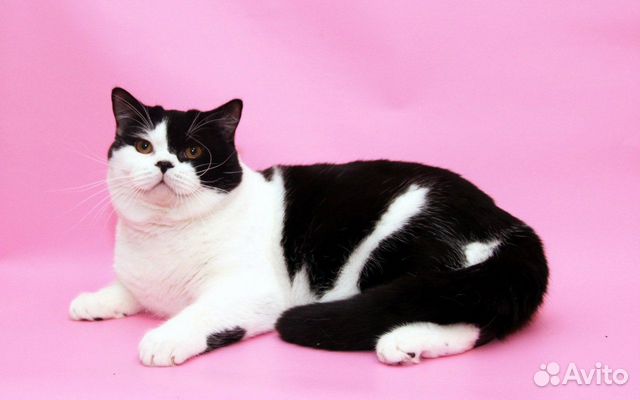 Британский котик черный биколор