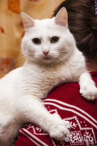Котик белый Моня, в добрые руки