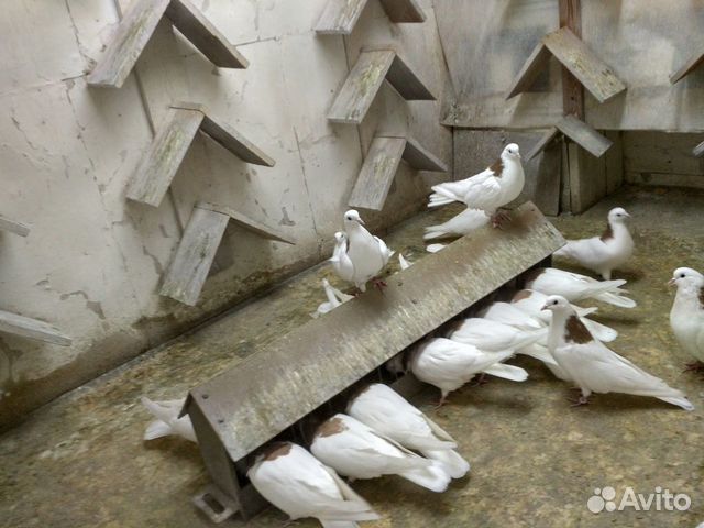 Продам голубей