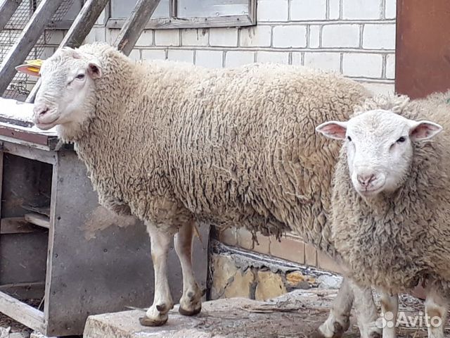 Баран Тексель