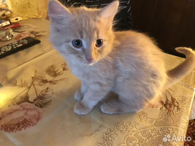 Рыжик 2 месяца