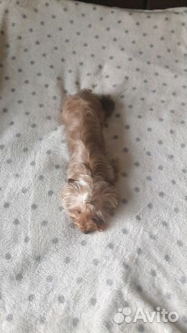 Йоркширский терьер биро