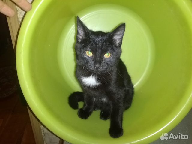 Чёрная кошечка 3 мес