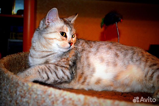 Мраморная Бритни, 2 года