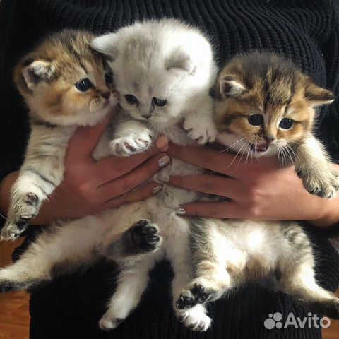 Шотландская