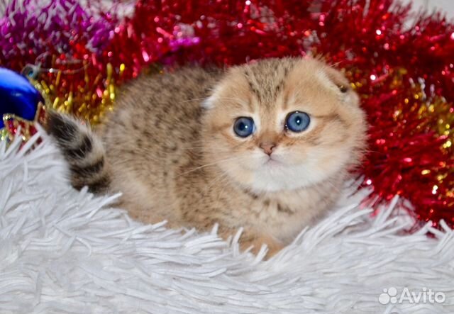 Котик Тигрёнок