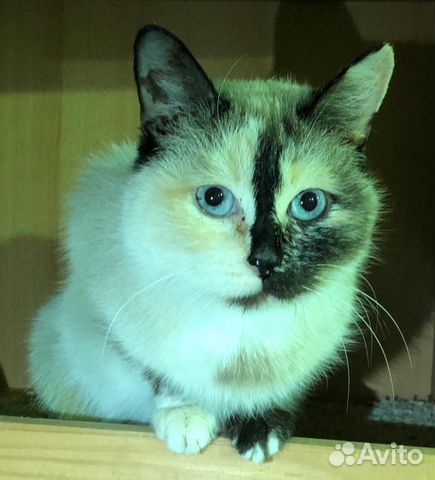Кошечка в добрые руки